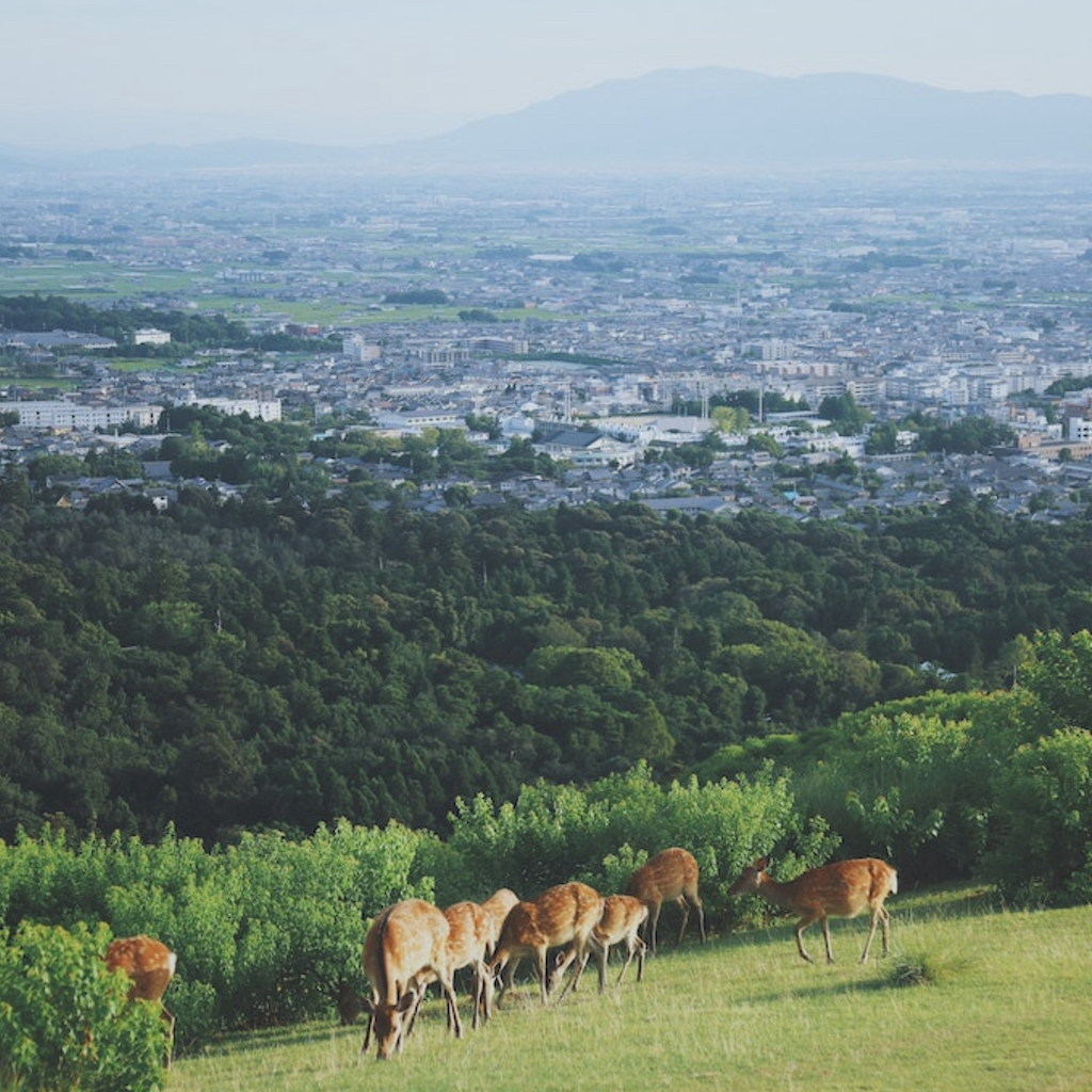 お酒とショコネ